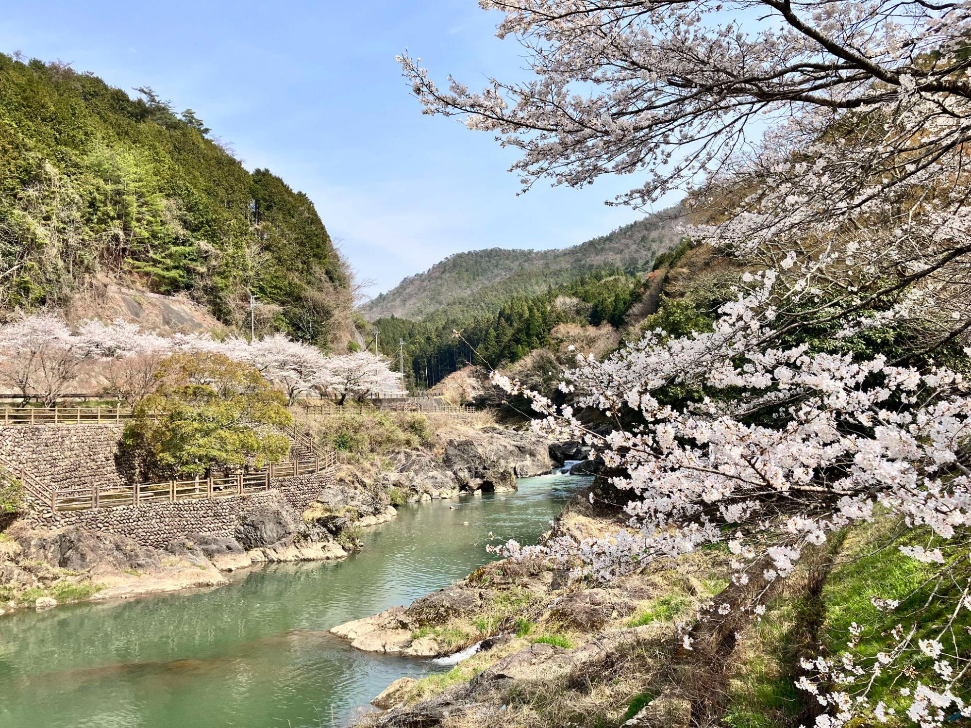 「丹波市桜めぐり」見どころスポットまとめました | | 土曜は丹波市に -SATURDAY TAMBA-