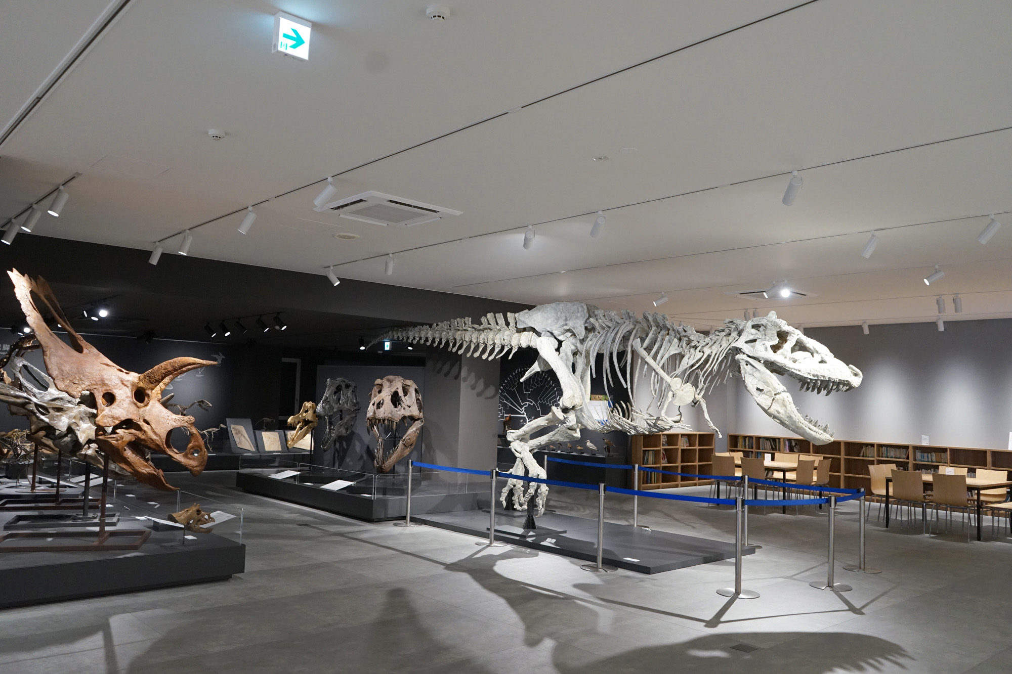 「たんば恐竜博物館」リニューアルオープンイベント参加レポート | | 土曜は丹波市に -SATURDAY TAMBA-